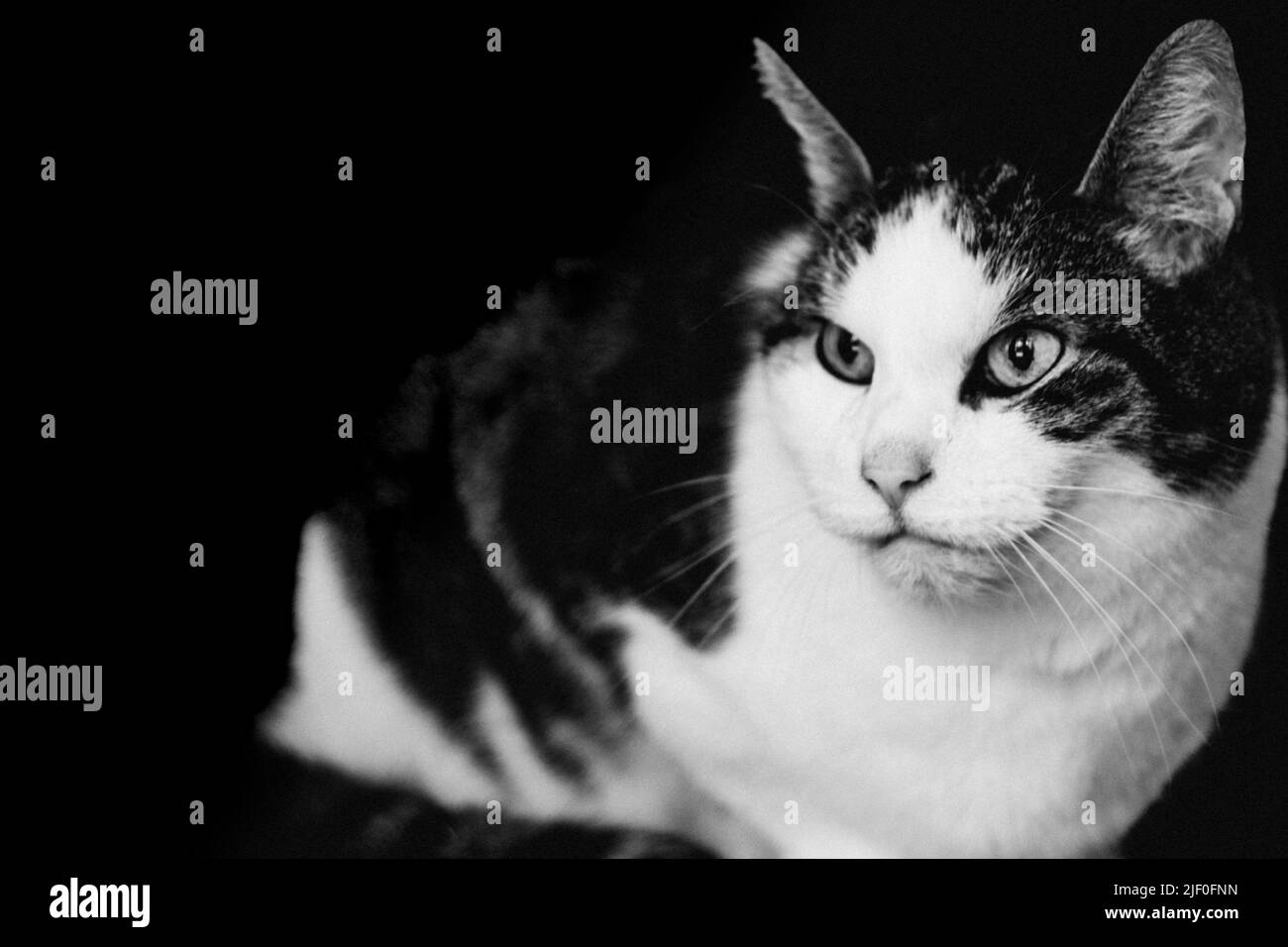 Black and white shot of generic housecat Stock Photo - Alamy