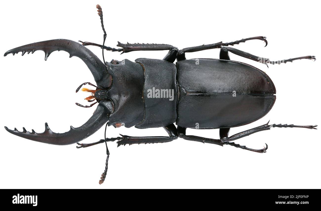 Insect collection of a stag beetle specimen isolated on white ...