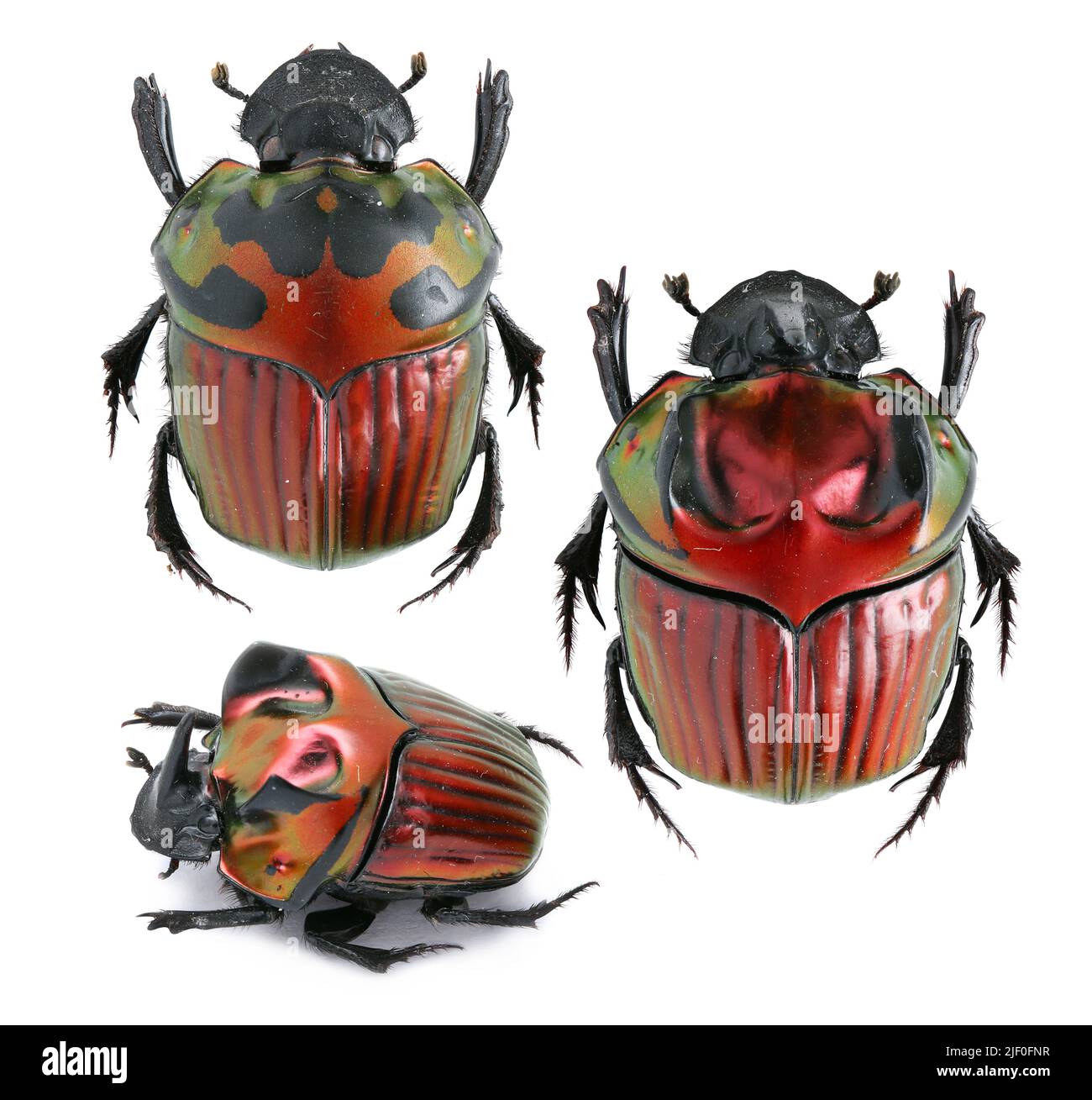 Insect collection of dung beetles (Scarabaeinae) specimen isolated on ...