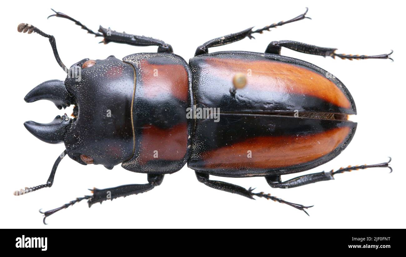 Insect collection of a stag beetle specimen isolated on white ...