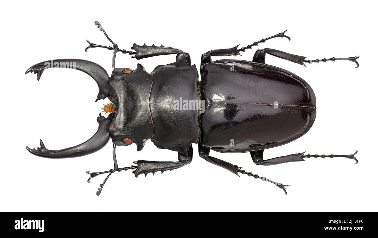 Insect collection of a stag beetle specimen isolated on white ...