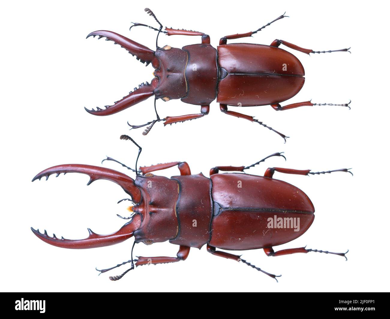 Insect collection of a stag beetle specimen isolated on white ...