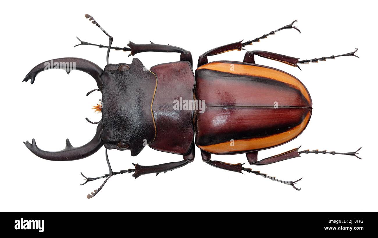 Insect collection of a stag beetle specimen isolated on white ...