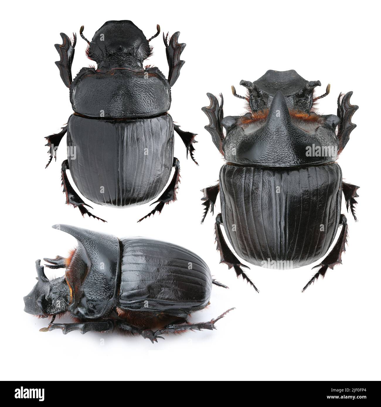 Insect collection of dung beetles (Scarabaeinae) specimen isolated on ...