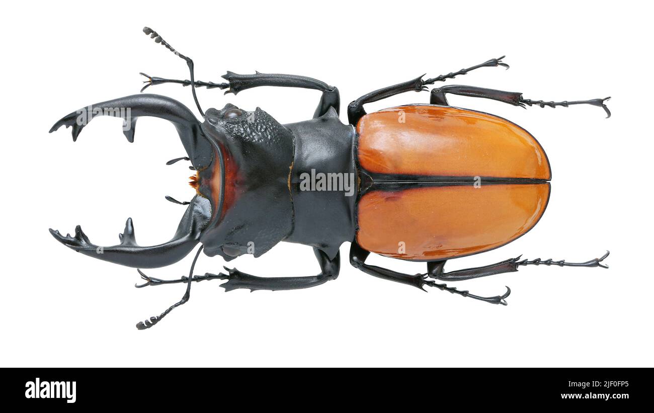 Insect collection of a stag beetle specimen isolated on white ...