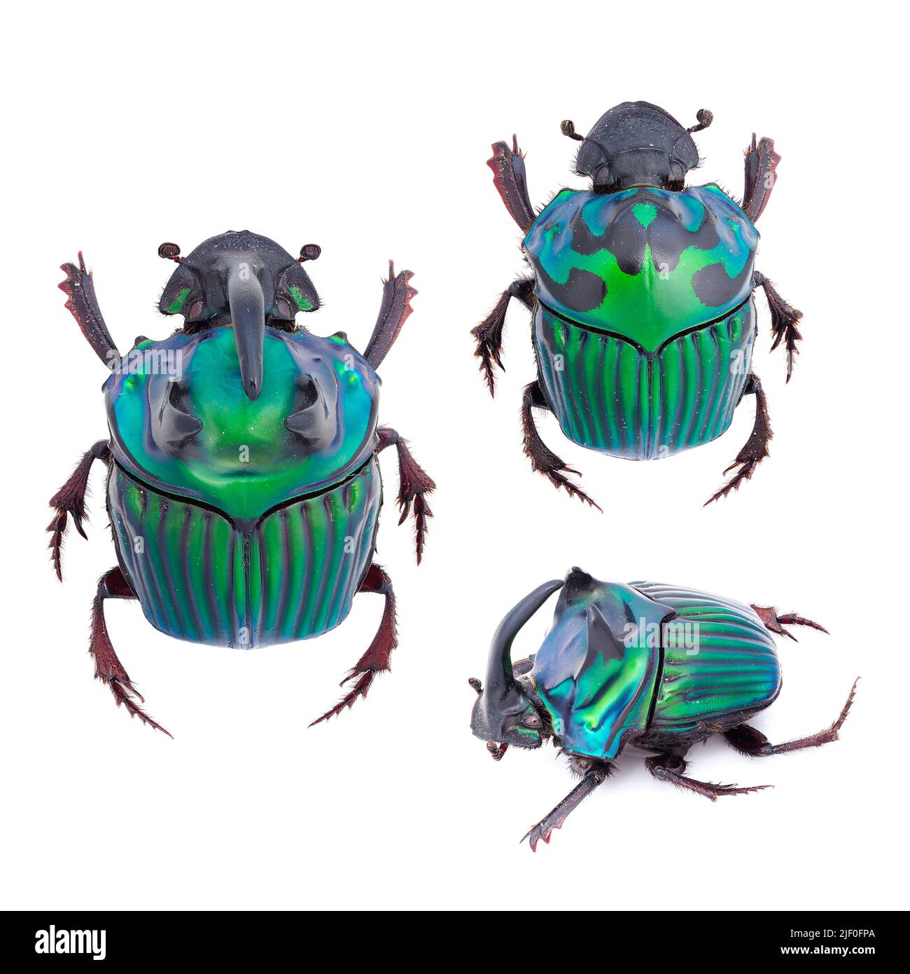 Insect collection of dung beetles (Scarabaeinae) specimen isolated on ...