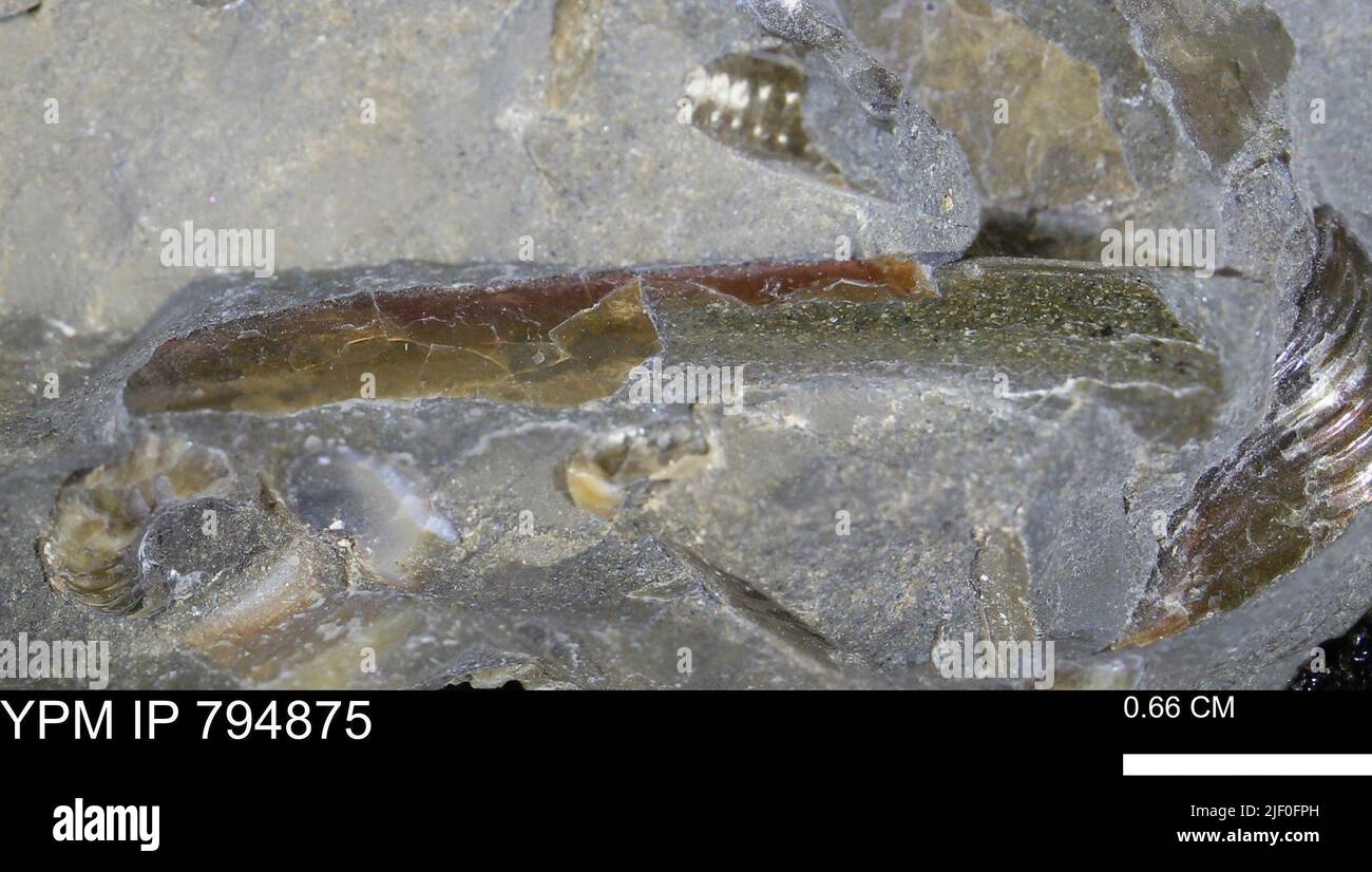 Sphenodiscus sp hi-res stock photography and images - Alamy