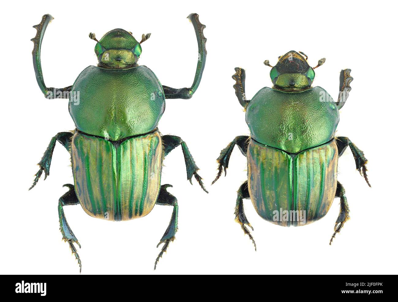 Insect collection of dung beetles (Scarabaeinae) specimen isolated on ...
