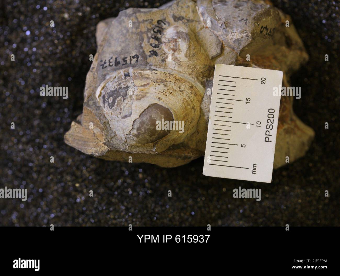 Cucullaea sp animalia hi-res stock photography and images - Alamy