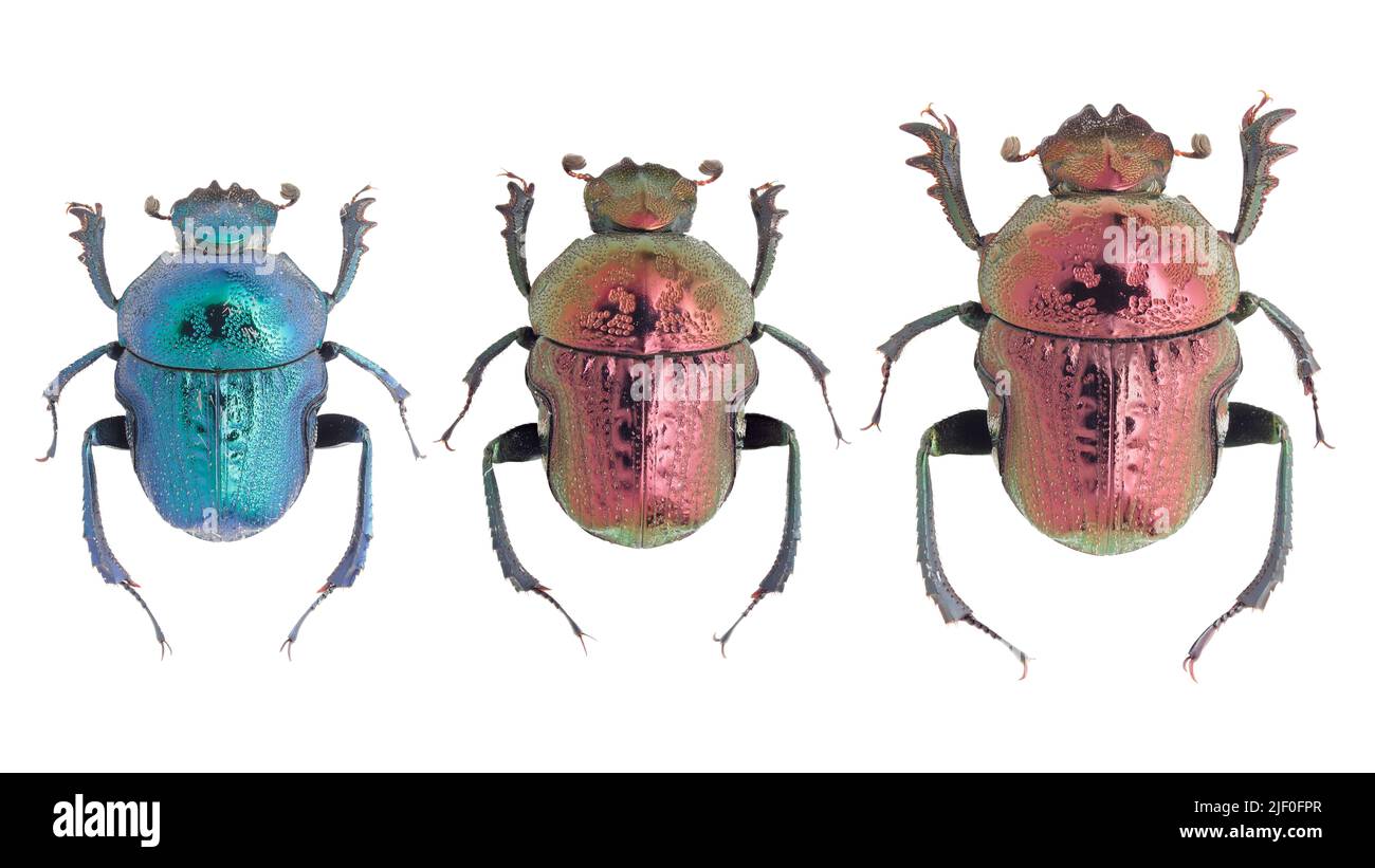 Insect collection of dung beetles (Scarabaeinae) specimen isolated on ...