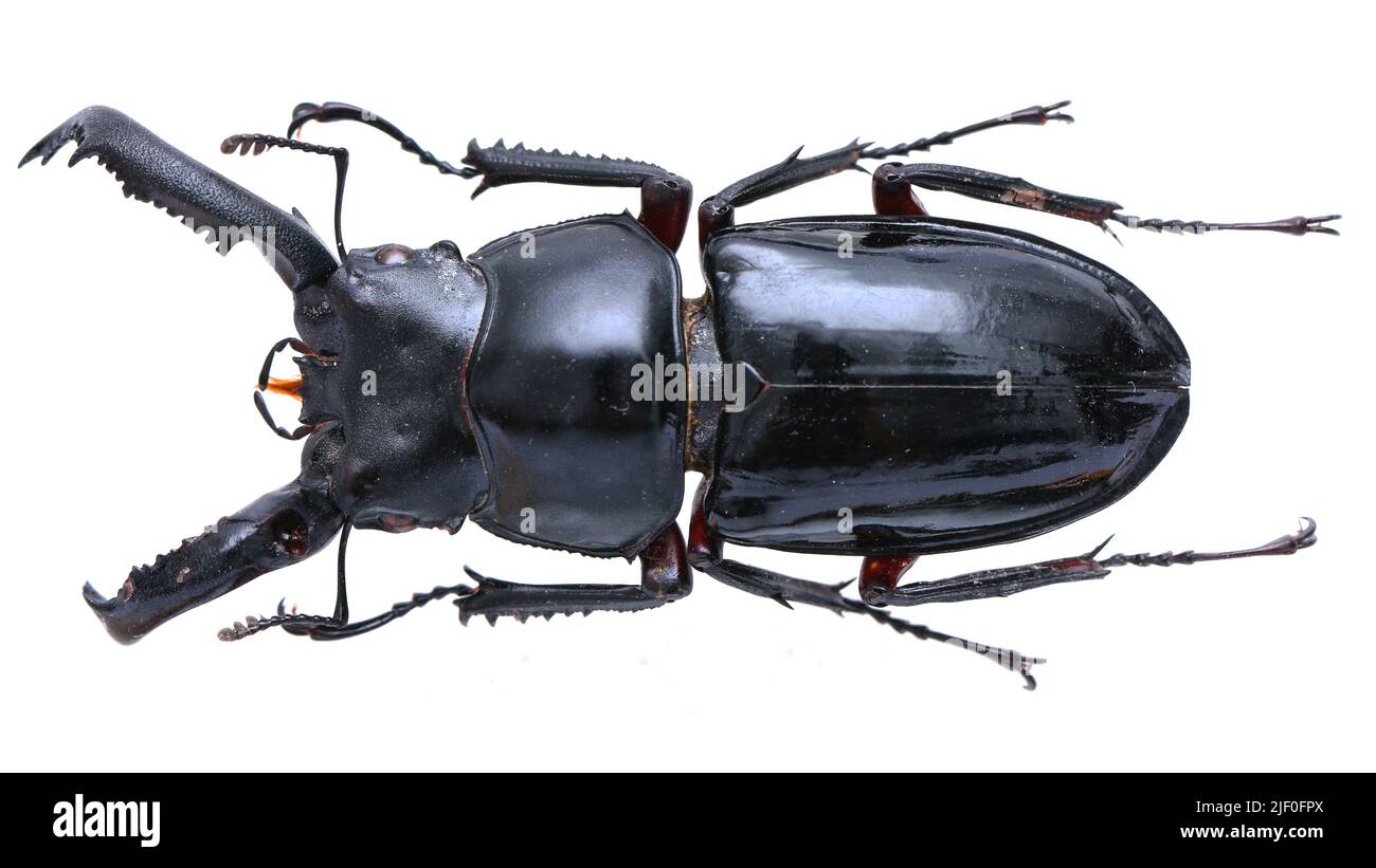 Insect collection of a stag beetle specimen isolated on white ...
