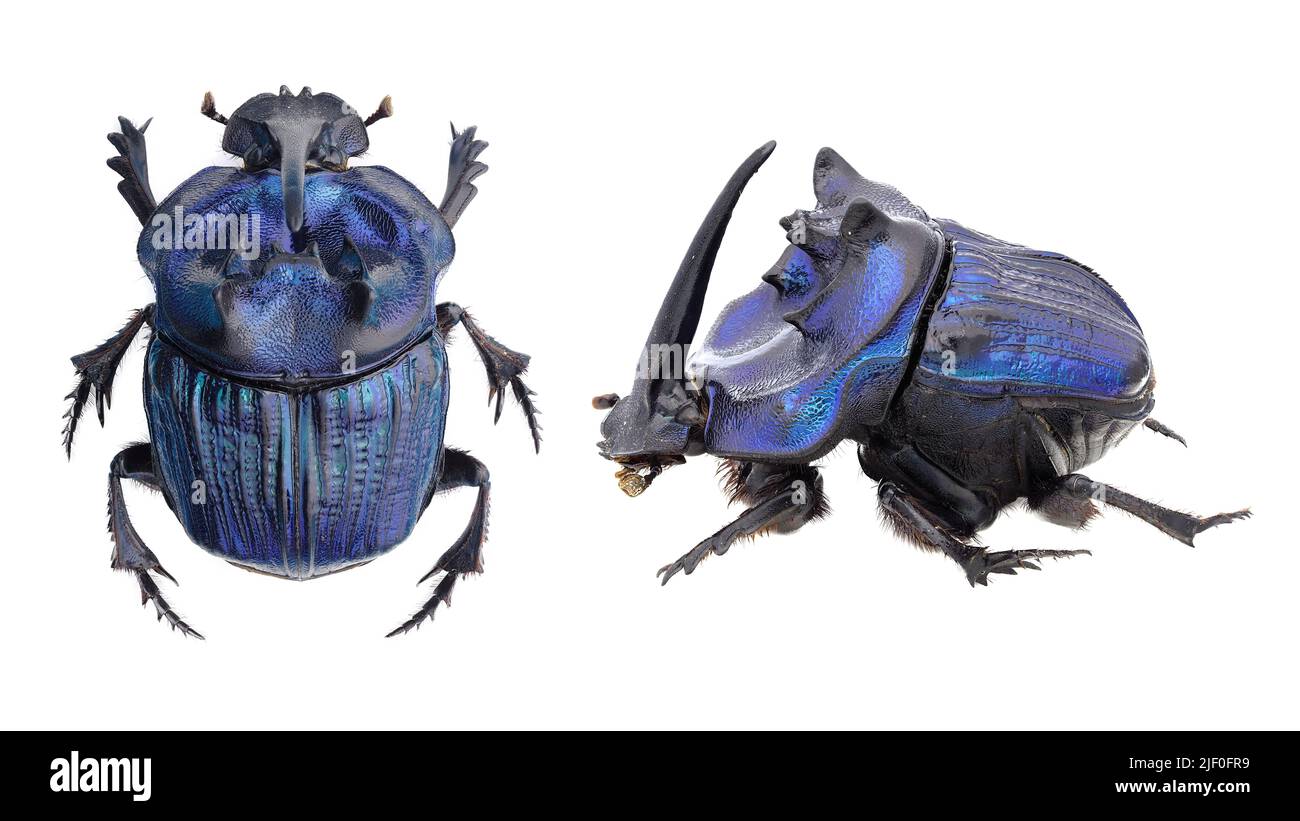 Insect collection of dung beetles (Scarabaeinae) specimen isolated on ...