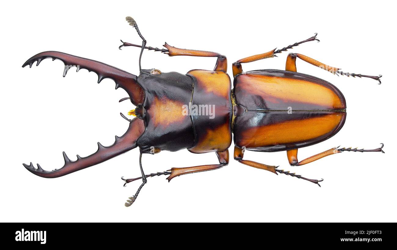 Insect collection of a stag beetle specimen isolated on white ...