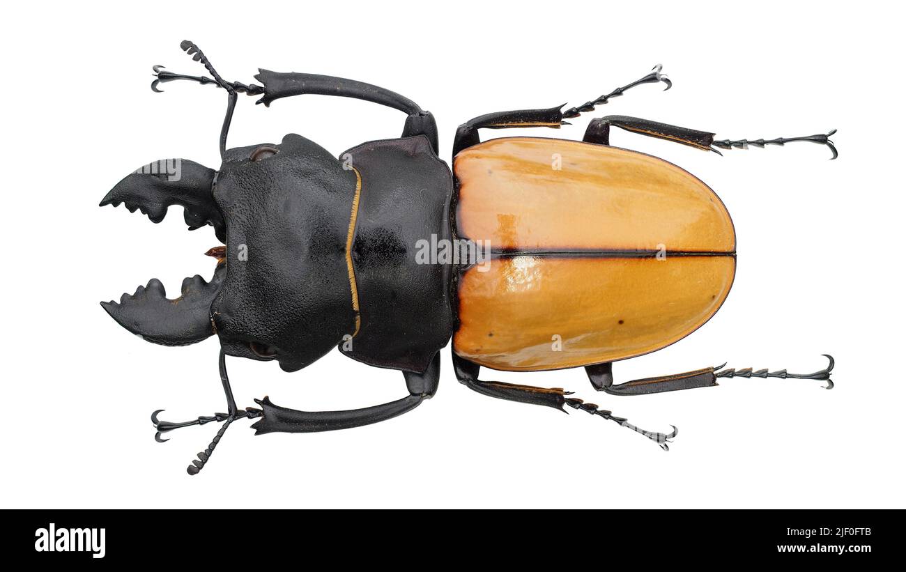 Insect collection of a stag beetle specimen isolated on white ...