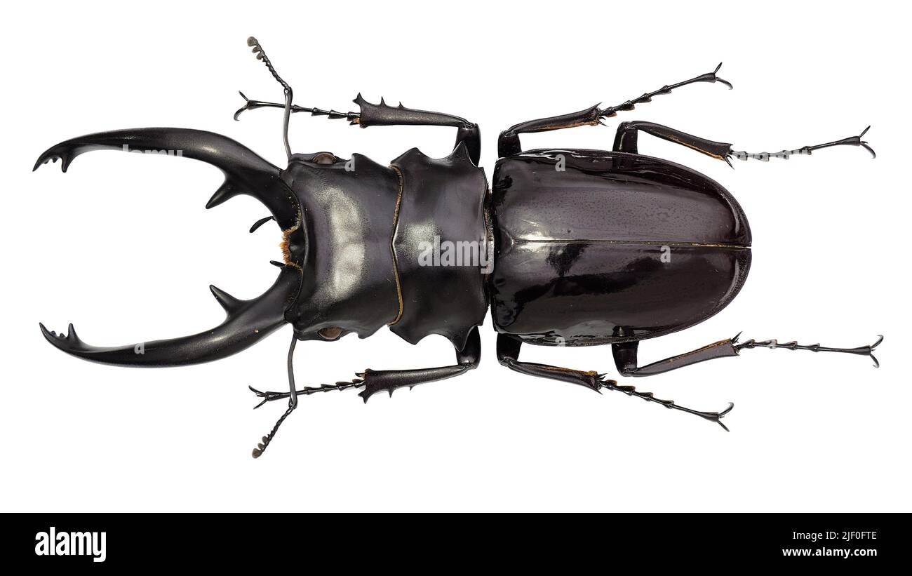 Insect collection of a stag beetle specimen isolated on white ...