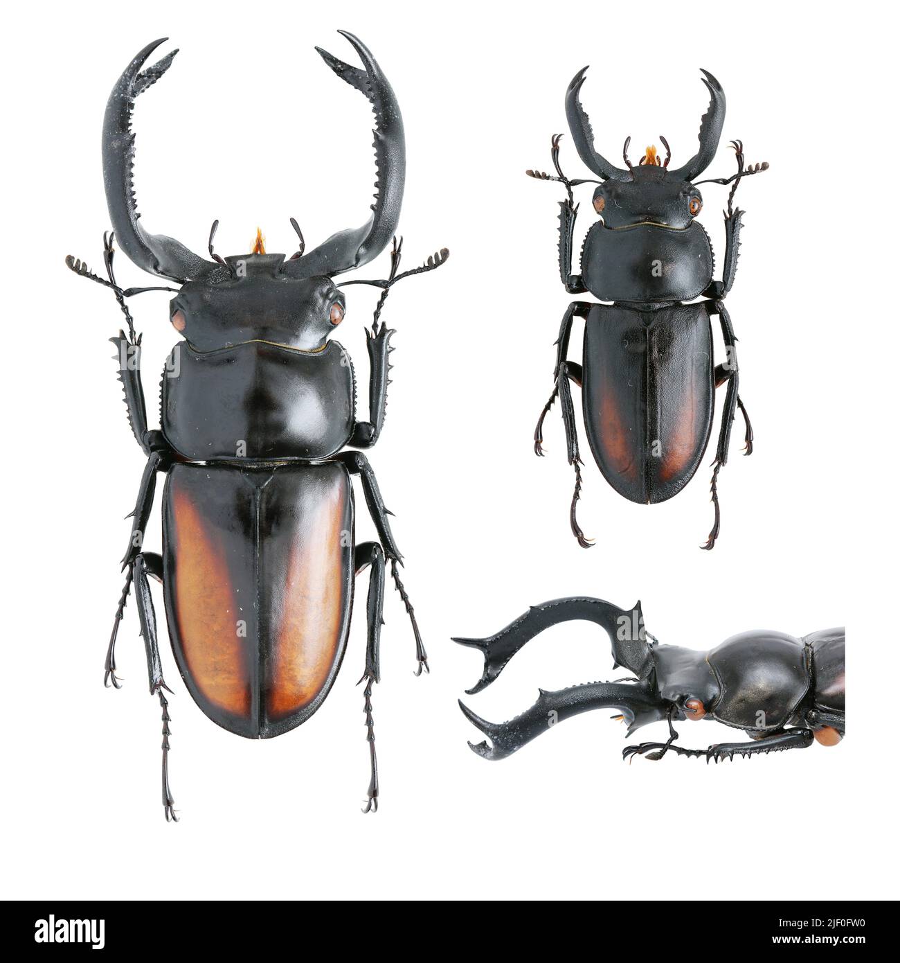 Insect collection of a stag beetle specimen isolated on white ...