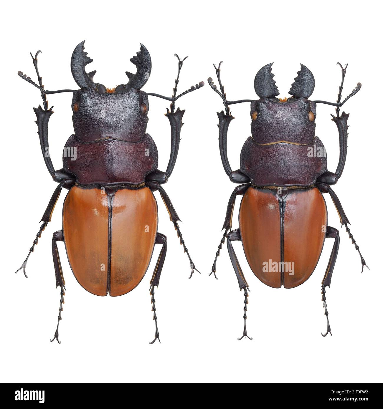 Insect collection of a stag beetle specimen isolated on white ...