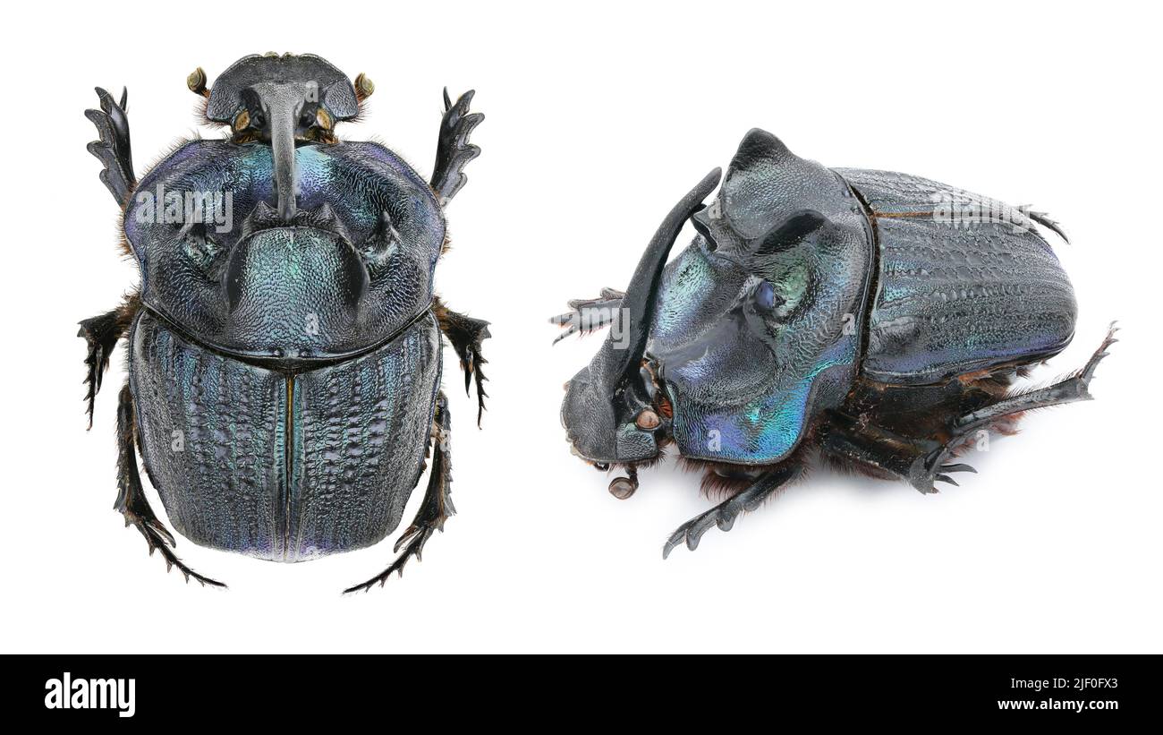 Insect collection of dung beetles (Scarabaeinae) specimen isolated on ...