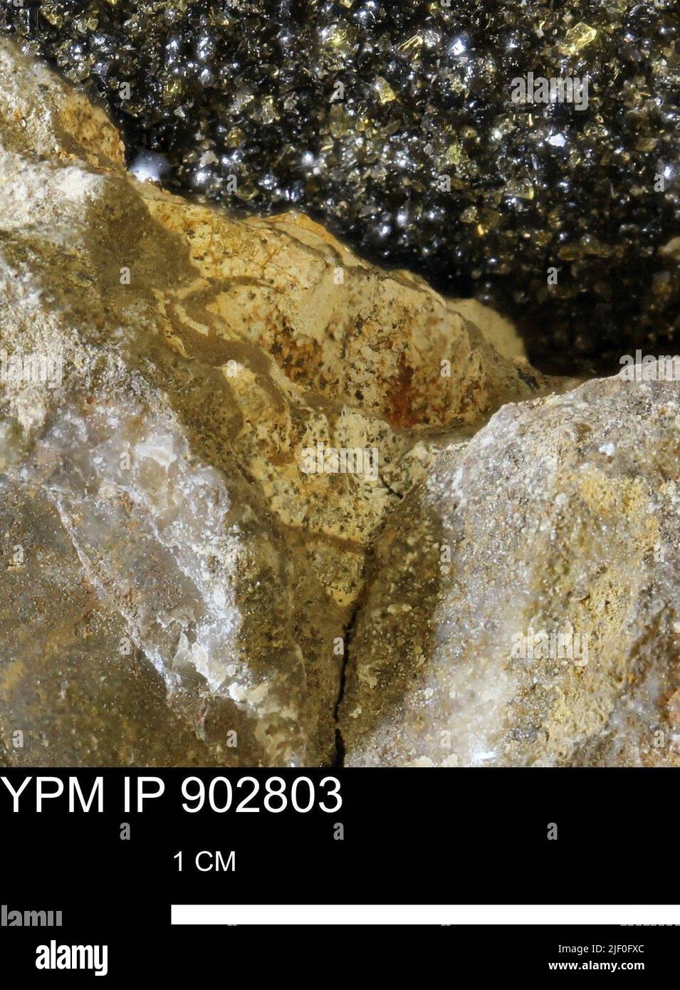 Baculites hi-res stock photography and images - Alamy