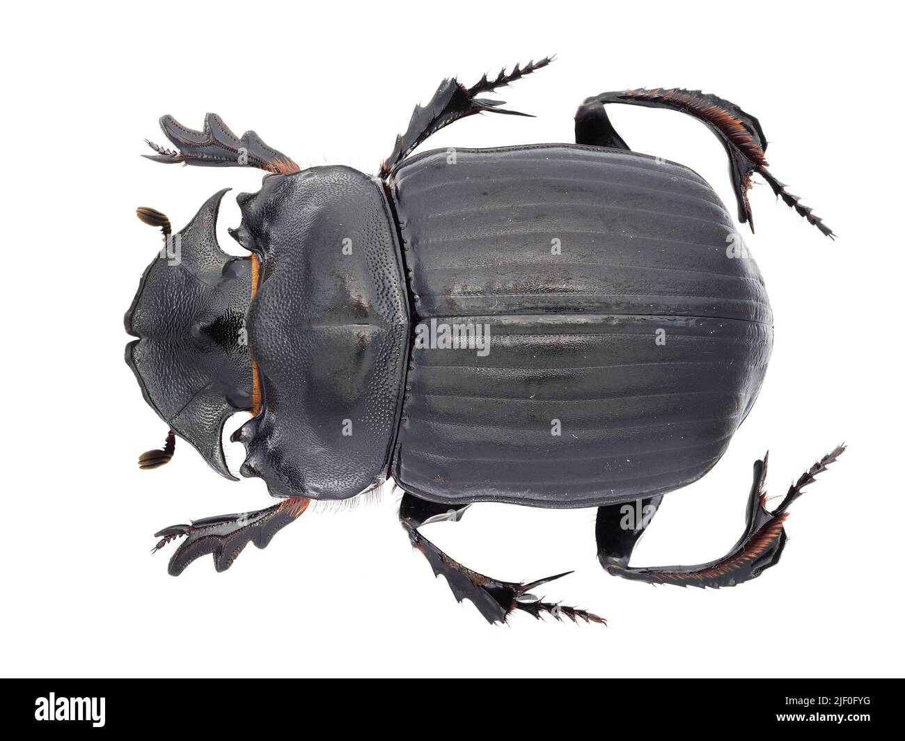 Insect collection of dung beetles (Scarabaeinae) specimen isolated on ...