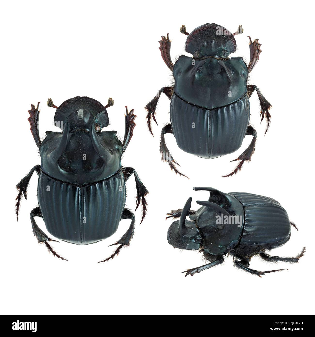 Insect collection of dung beetles (Scarabaeinae) specimen isolated on ...