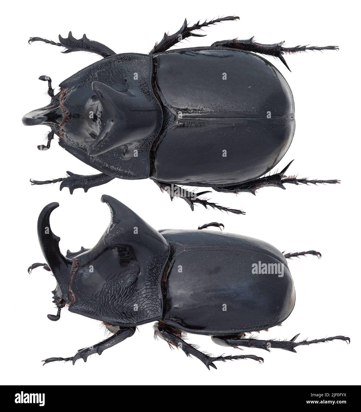 Insect collection of rhinoceros beetles specimen isolated on white ...