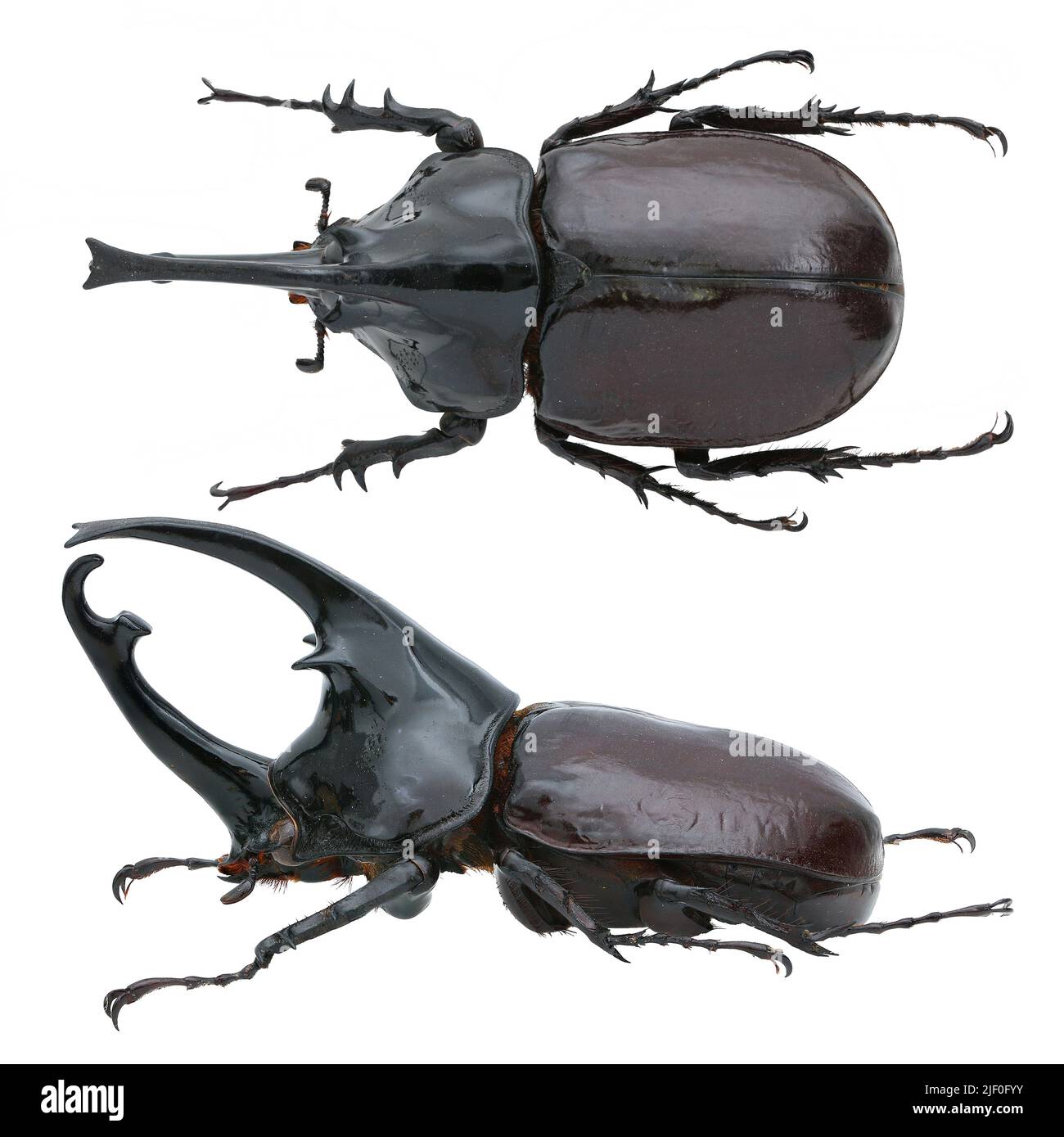 Insect collection of rhinoceros beetles specimen isolated on white ...