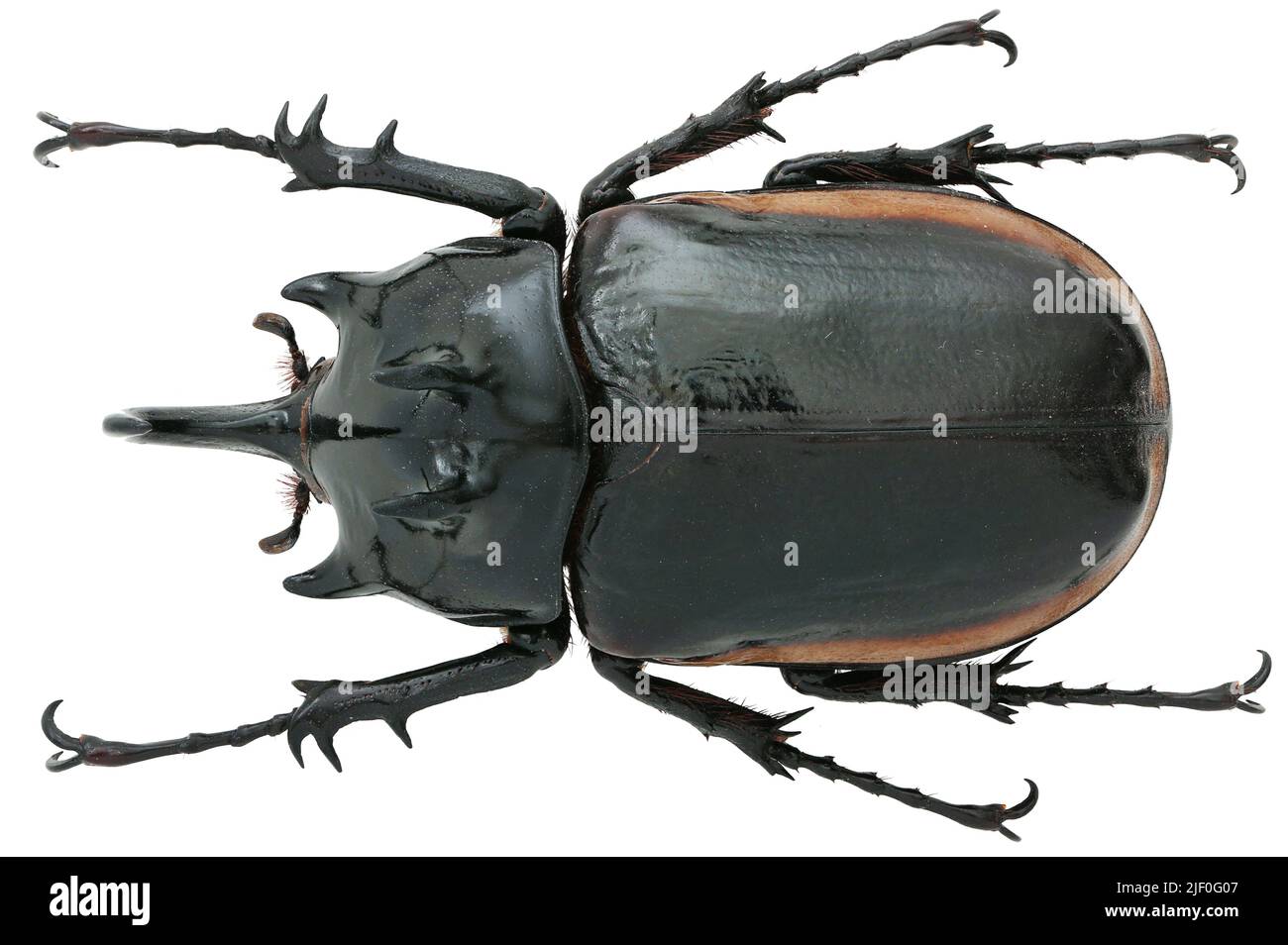 Insect collection of rhinoceros beetles specimen isolated on white ...
