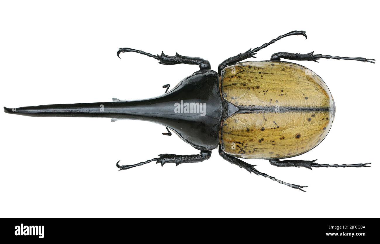 Insect collection of rhinoceros beetles specimen isolated on white ...