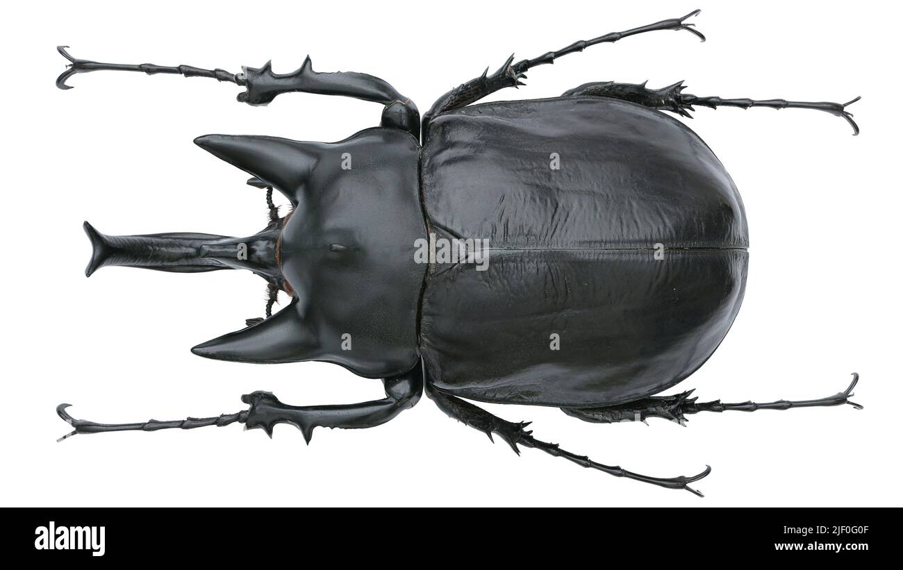 Insect collection of rhinoceros beetles specimen isolated on white ...
