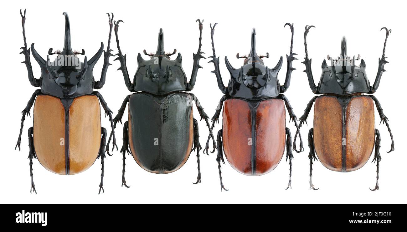 Insect collection of rhinoceros beetles specimen isolated on white ...