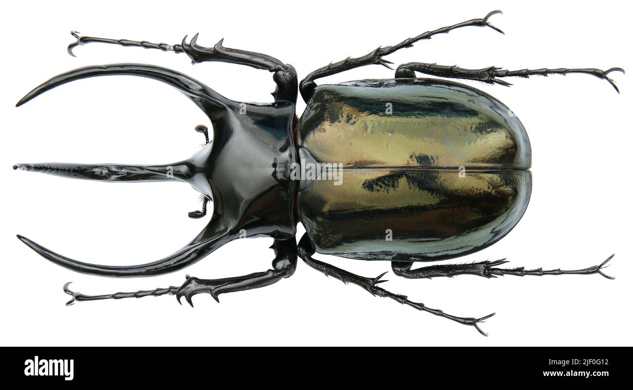 Insect collection of rhinoceros beetles specimen isolated on white ...