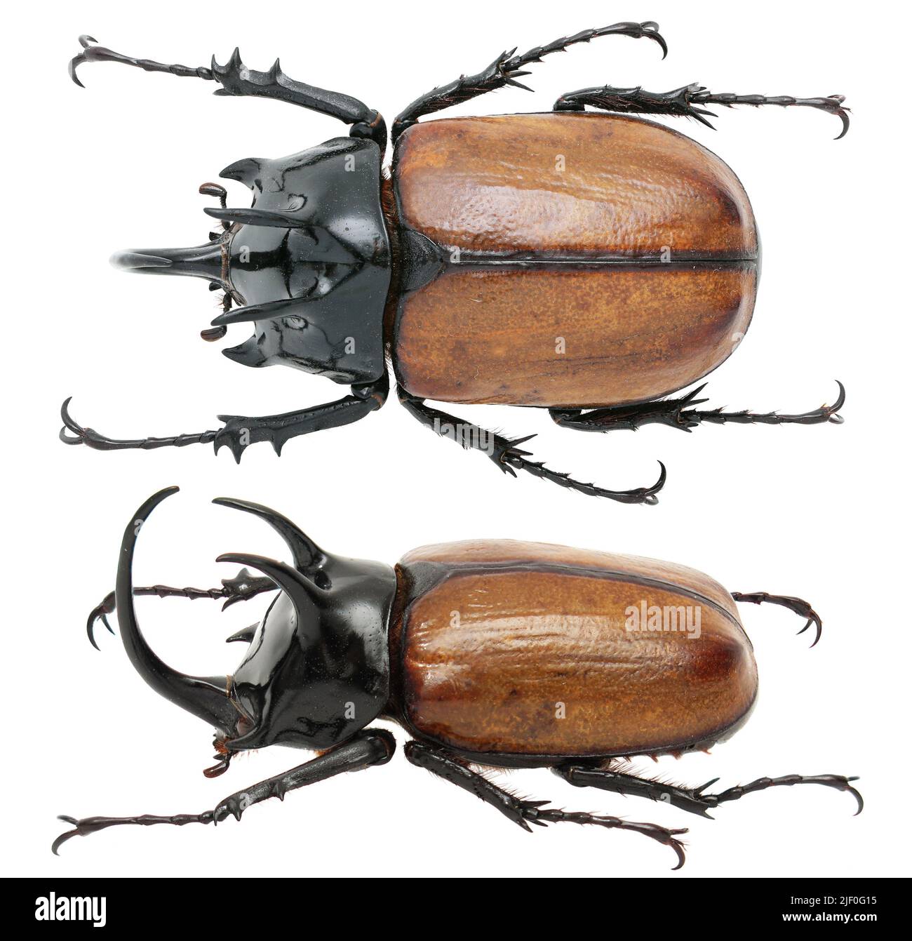 Insect collection of rhinoceros beetles specimen isolated on white ...