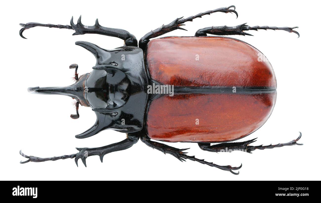 Insect collection of rhinoceros beetles specimen isolated on white ...