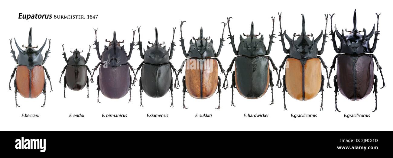 Insect collection of rhinoceros beetles specimen isolated on white ...