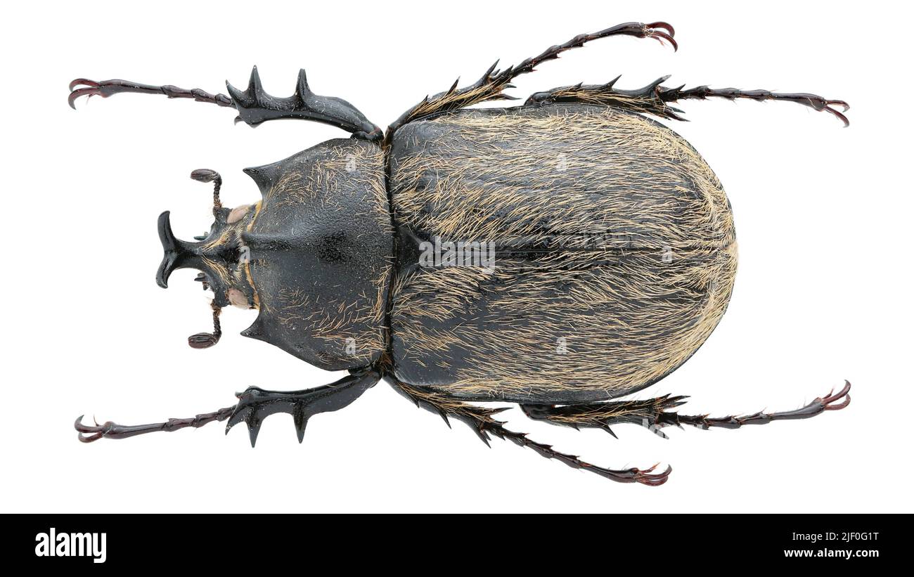 Insect collection of rhinoceros beetles specimen isolated on white ...