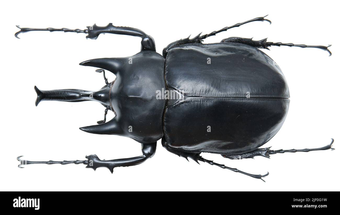 Insect collection of rhinoceros beetles specimen isolated on white ...