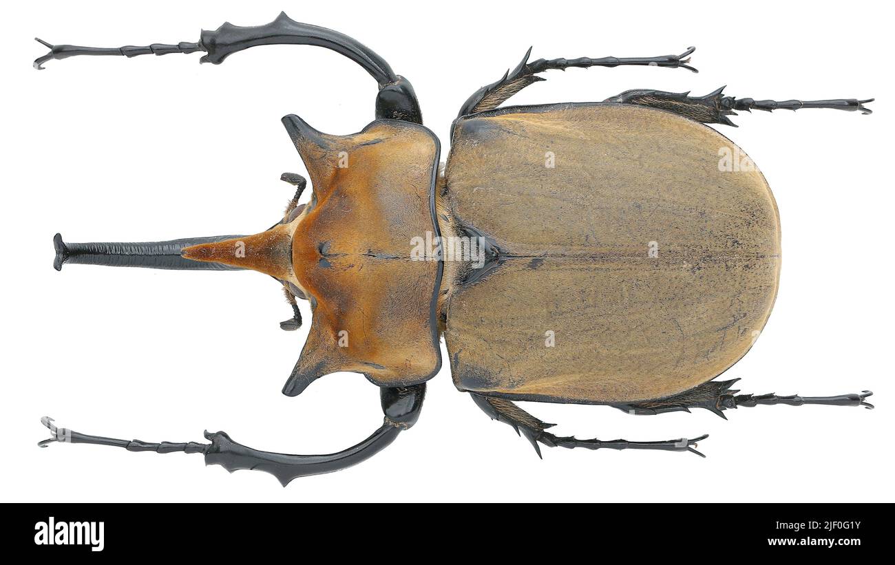 Insect collection of rhinoceros beetles specimen isolated on white ...