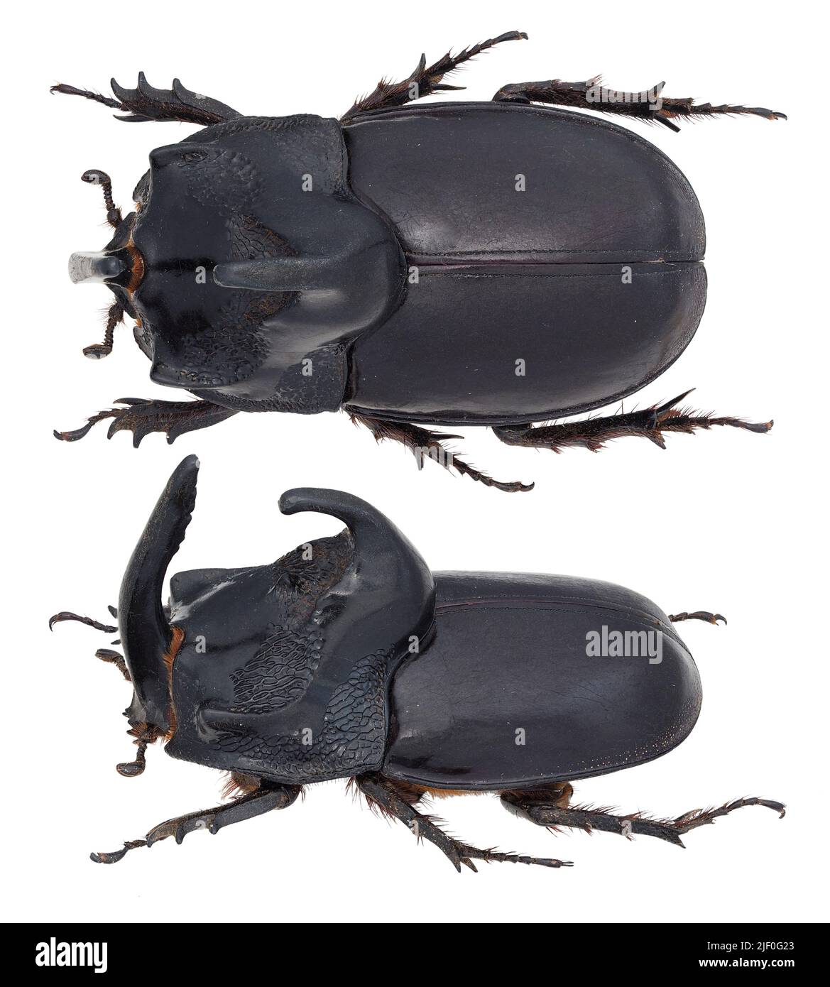Insect collection of rhinoceros beetles specimen isolated on white ...