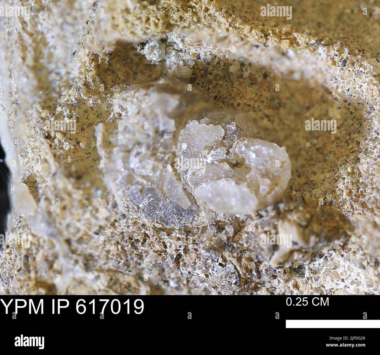 Turritella fossils hi-res stock photography and images - Alamy