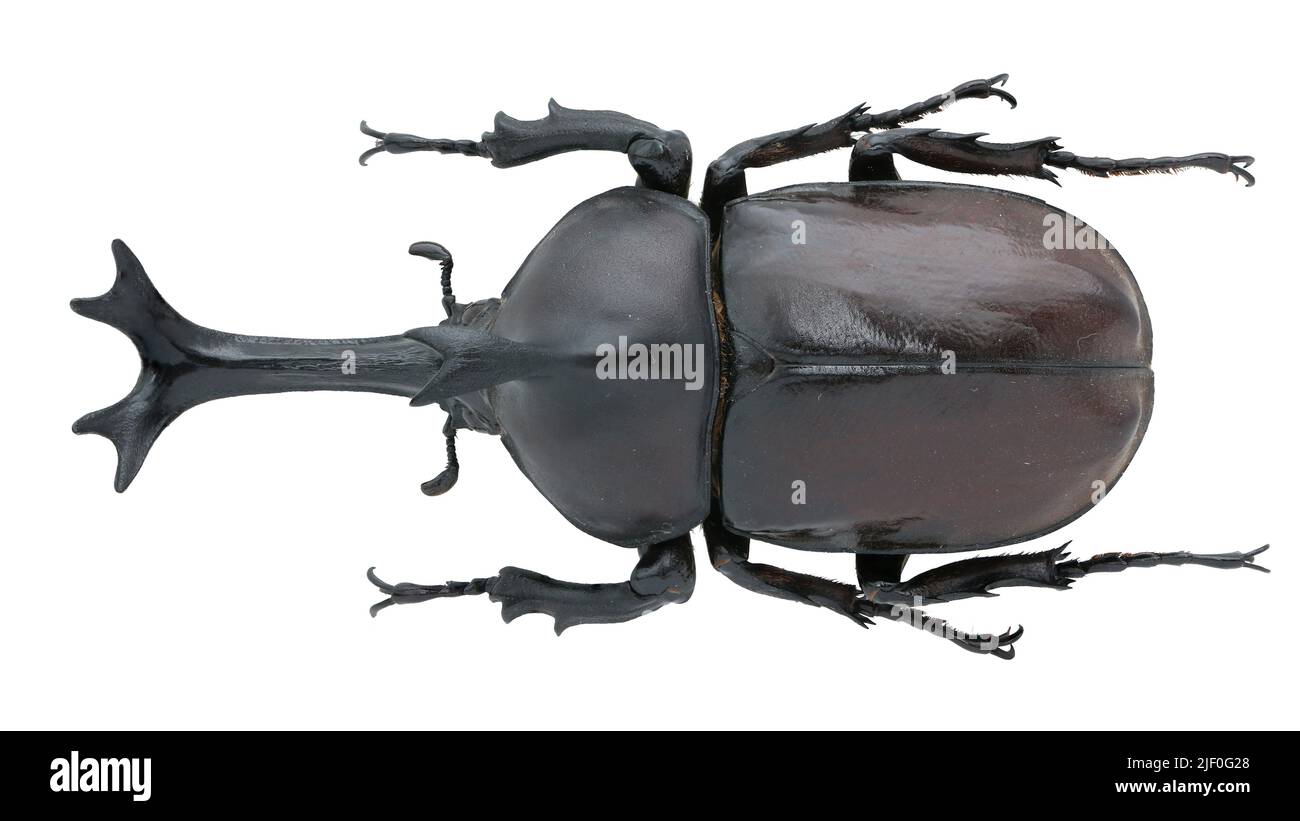 Insect collection of rhinoceros beetles specimen isolated on white ...