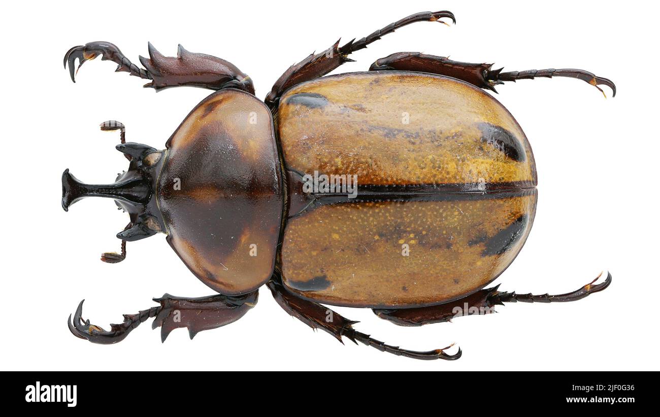 Insect collection of rhinoceros beetles specimen isolated on white ...