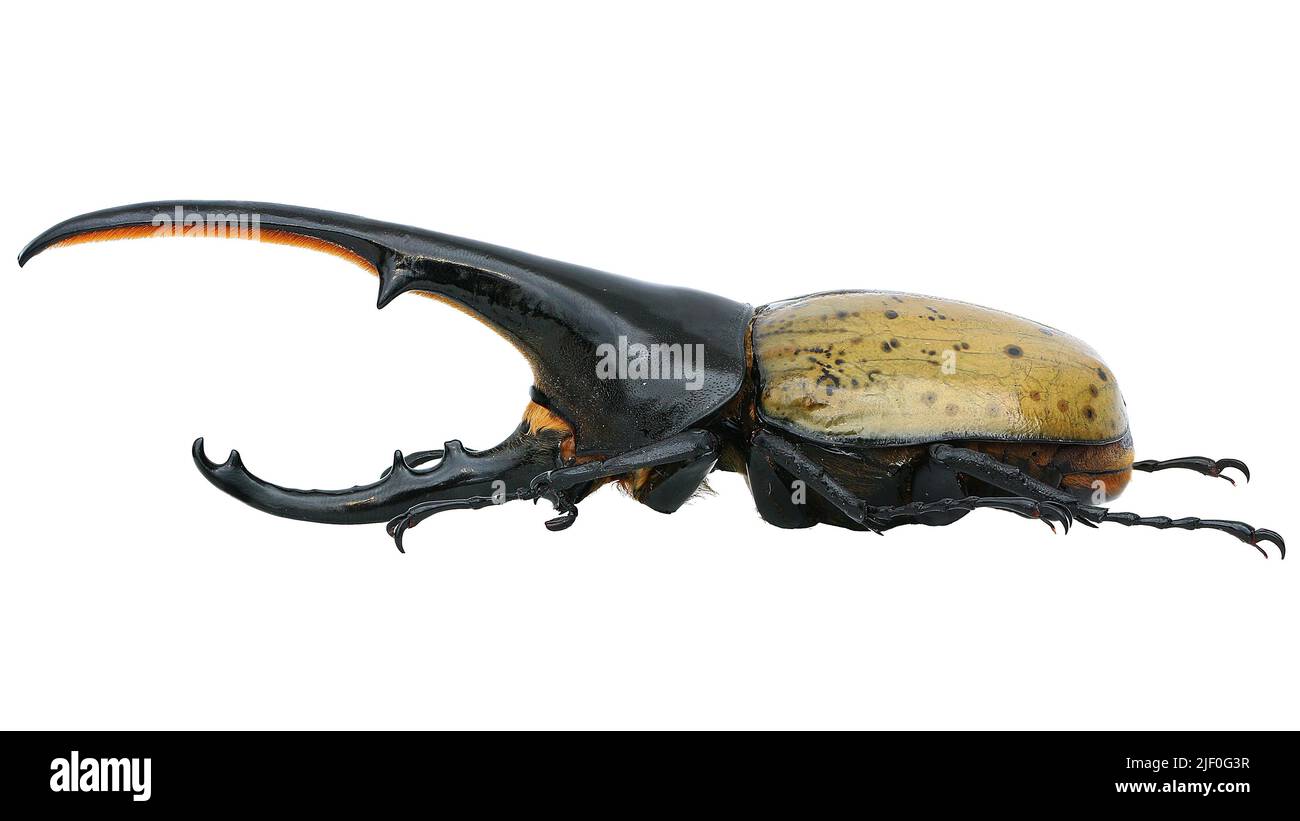 Insect collection of rhinoceros beetles specimen isolated on white ...