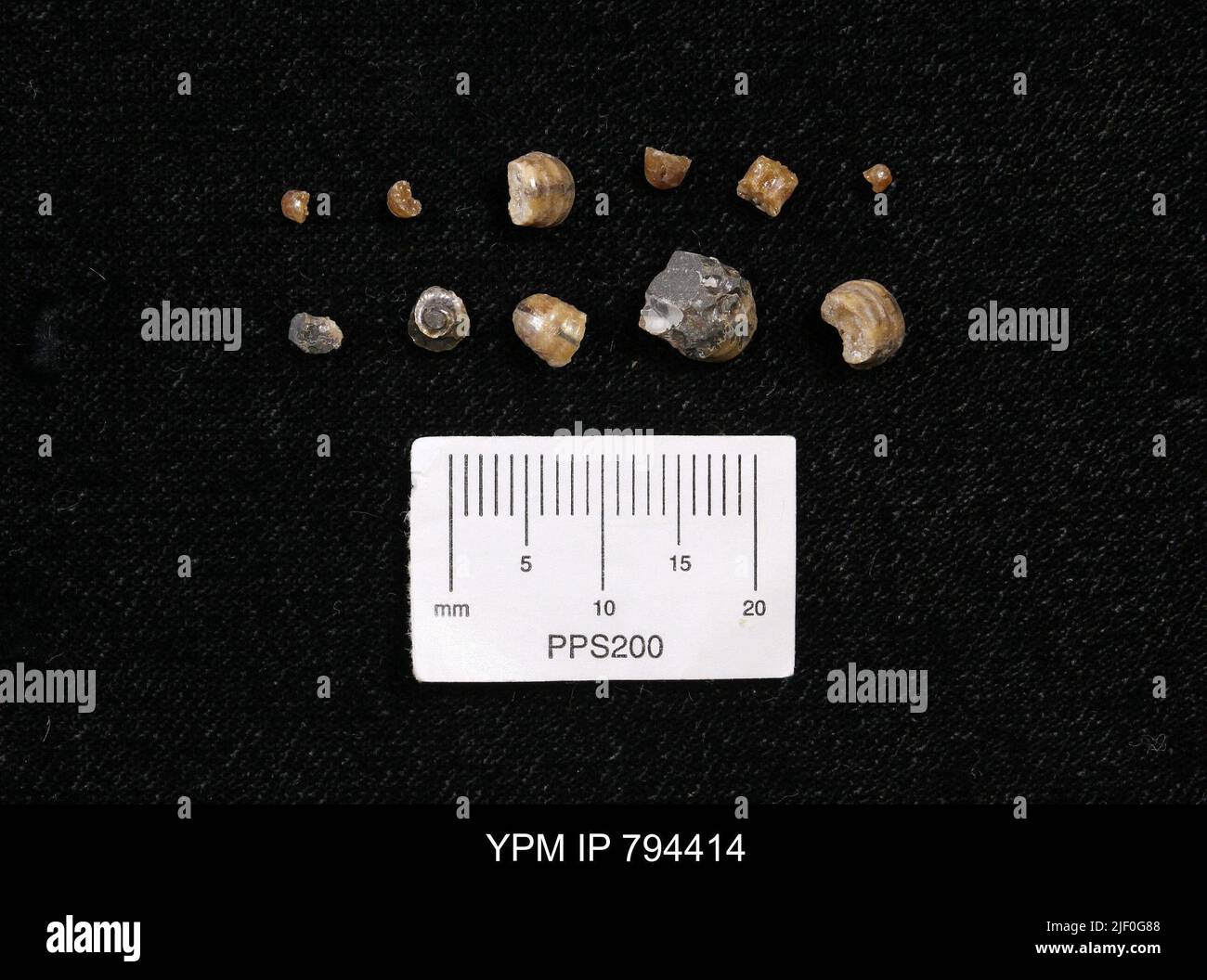 Scaphites nodosus owen hi-res stock photography and images - Alamy