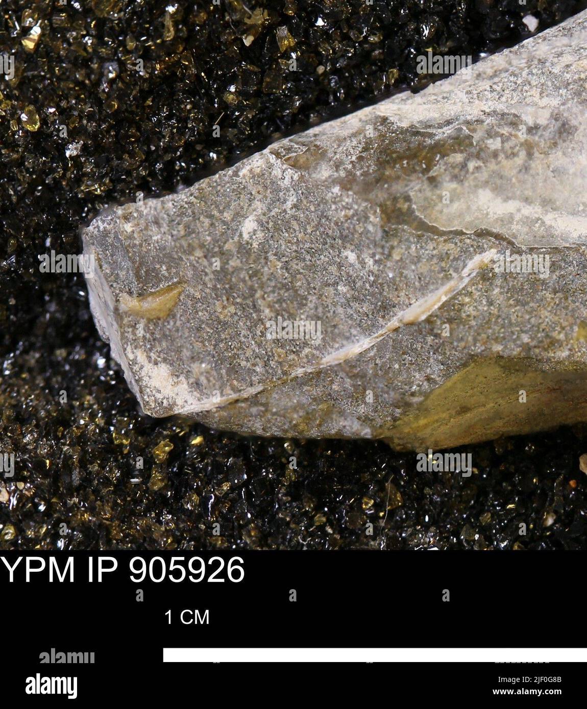 Undet bivalvia animalia hi-res stock photography and images - Alamy