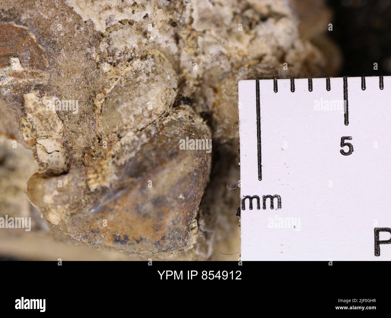 Gastropod classification hi-res stock photography and images - Alamy