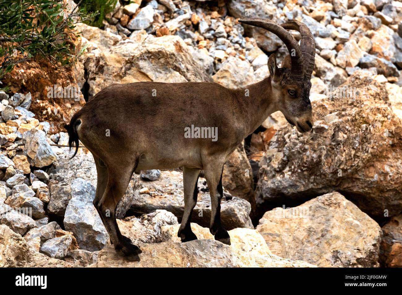 Iberian wild goat hi-res stock photography and images - Alamy