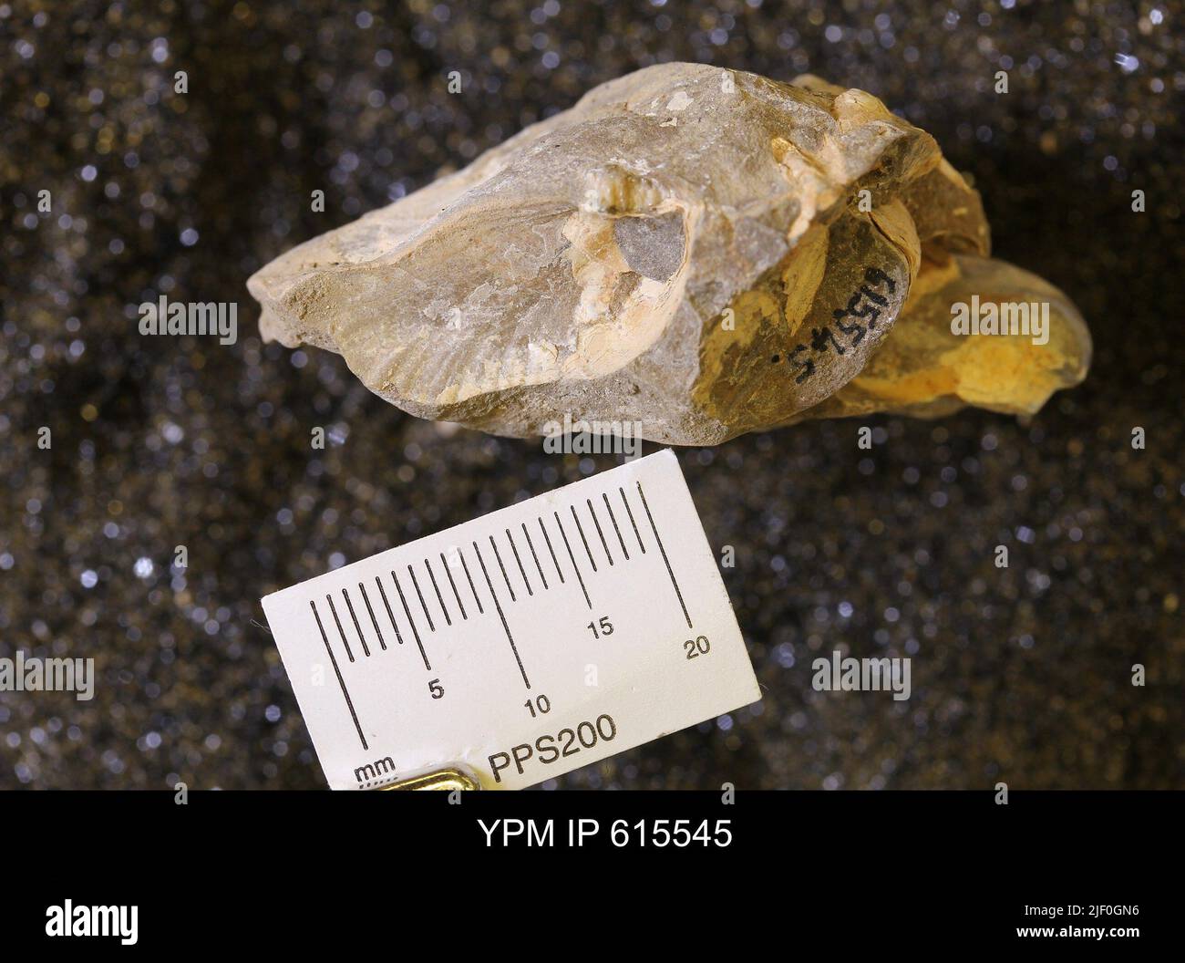 Inoceramus sp animalia hi-res stock photography and images - Alamy