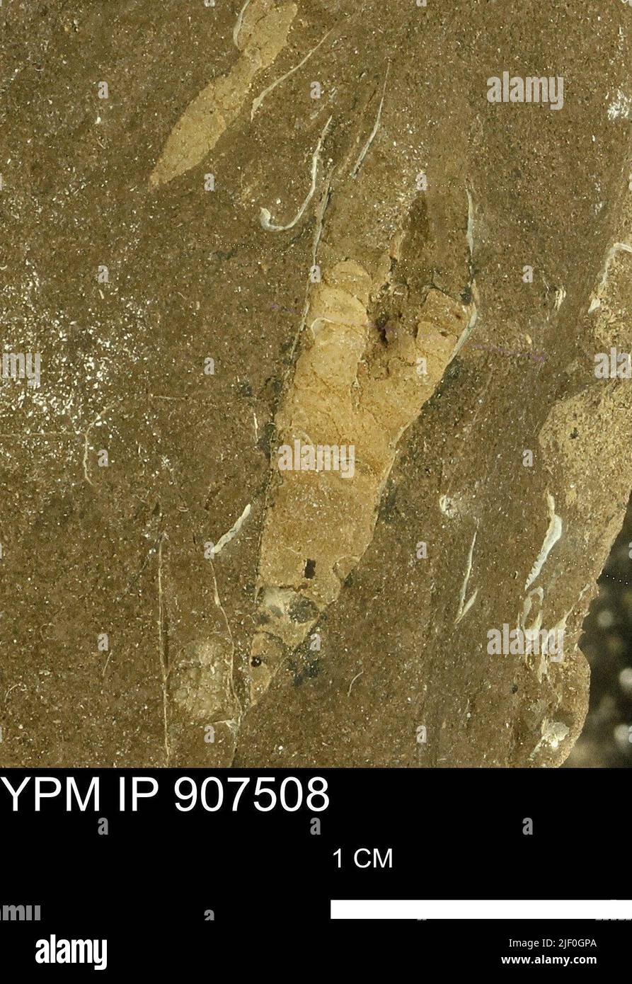 Sphenodiscus sp hi-res stock photography and images - Alamy