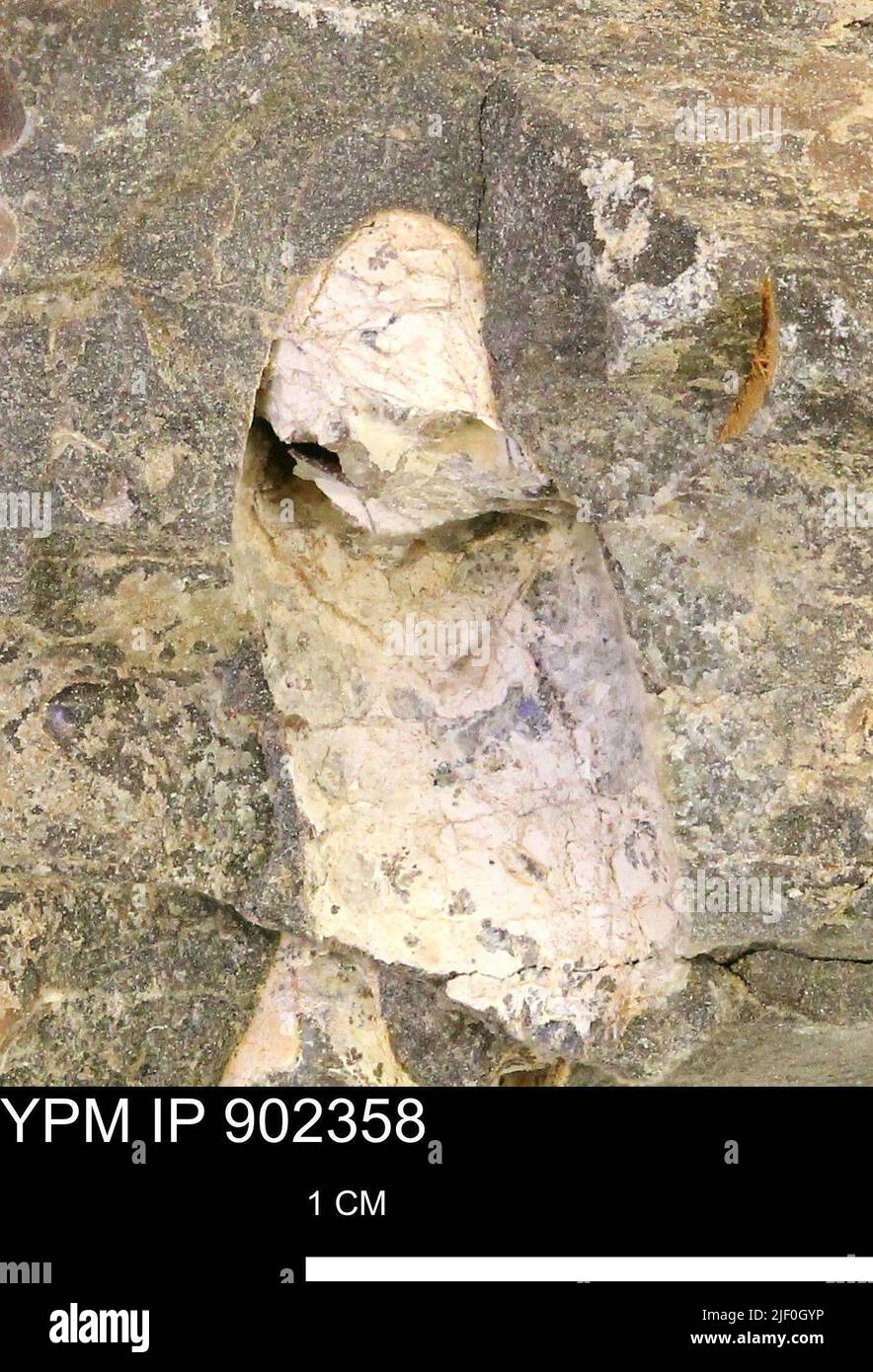 Baculites sp animalia hi-res stock photography and images - Alamy